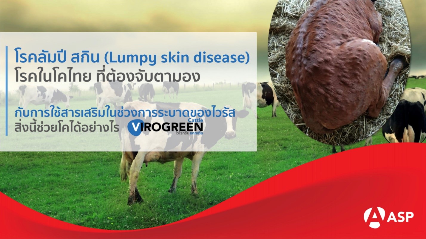 Lumpy skin disease (LSD หรือ โรคลัมปี สกิน) โรคในโคไทย ที่ต้องจับตามอง ...