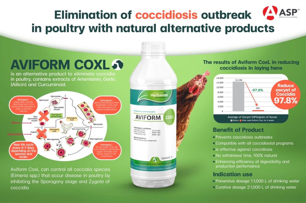 Elimination of Coccidiosis outbreak in poultry with natural alternative product Aviform Cox L ...