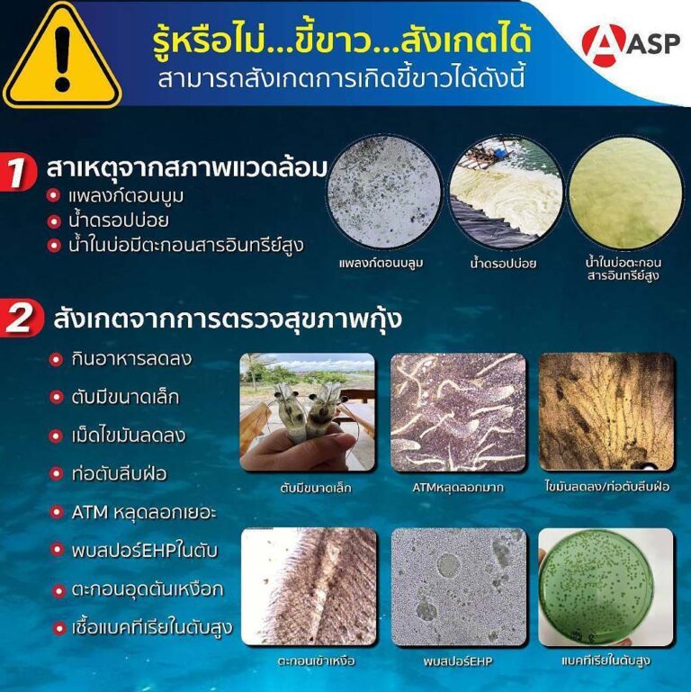 ASP TECH Ep.30"รู้หรือไม่…ขี้ขาว…สังเกตได้" - ASP Thailand - Animal Supplement and ...